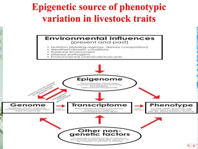 Epigenetics importance in livestock breeding and production | PPSX