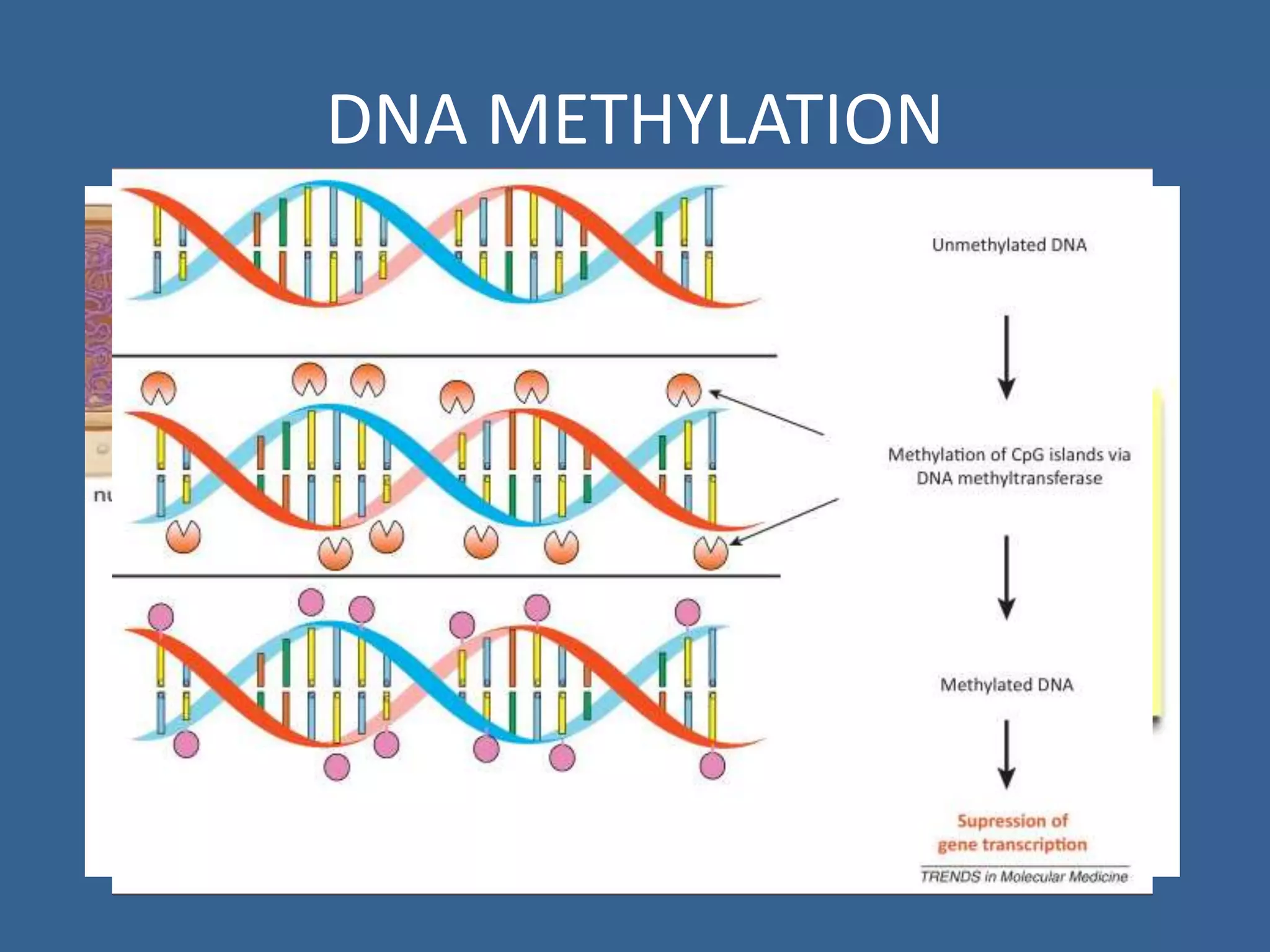 Epigenetics in human diseases | PPTX