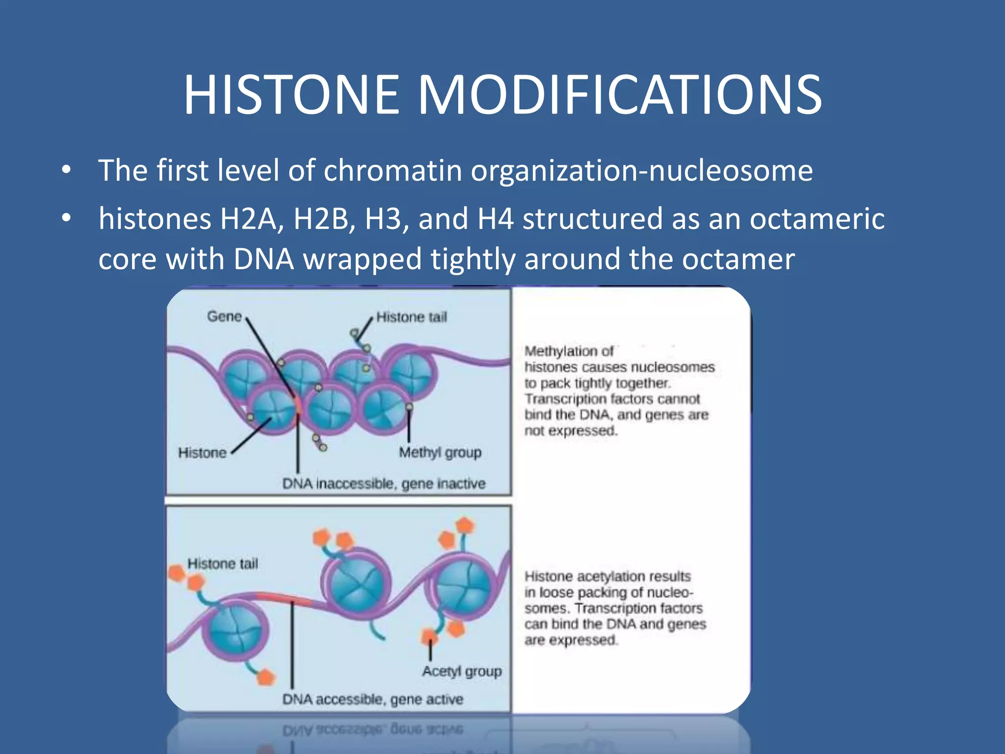 Epigenetics in human diseases | PPTX