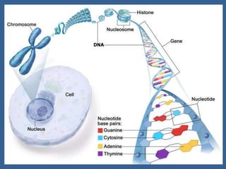 Epigenetics in human diseases | PPTX
