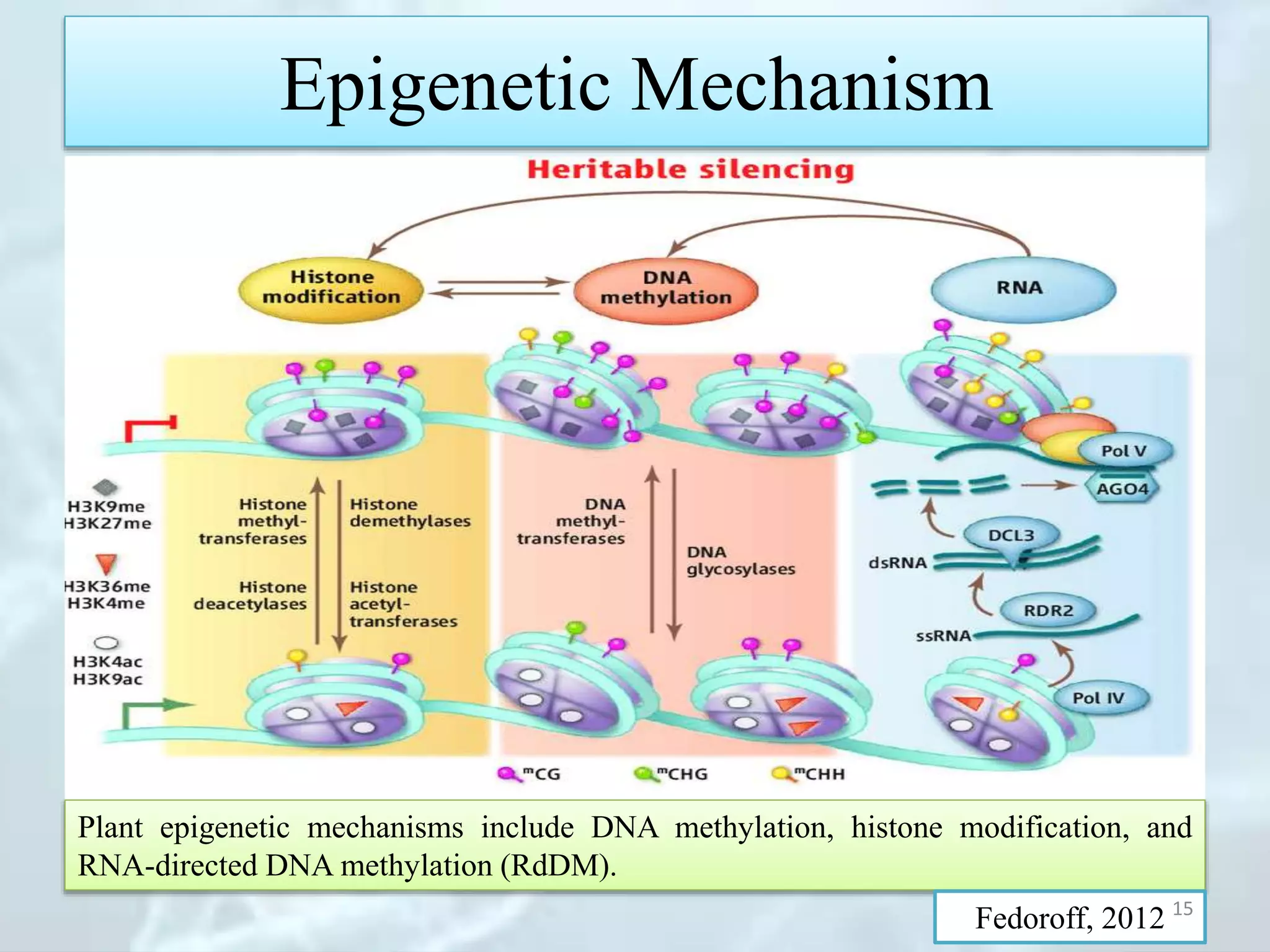 EPIGENETICS PPT.pptx
