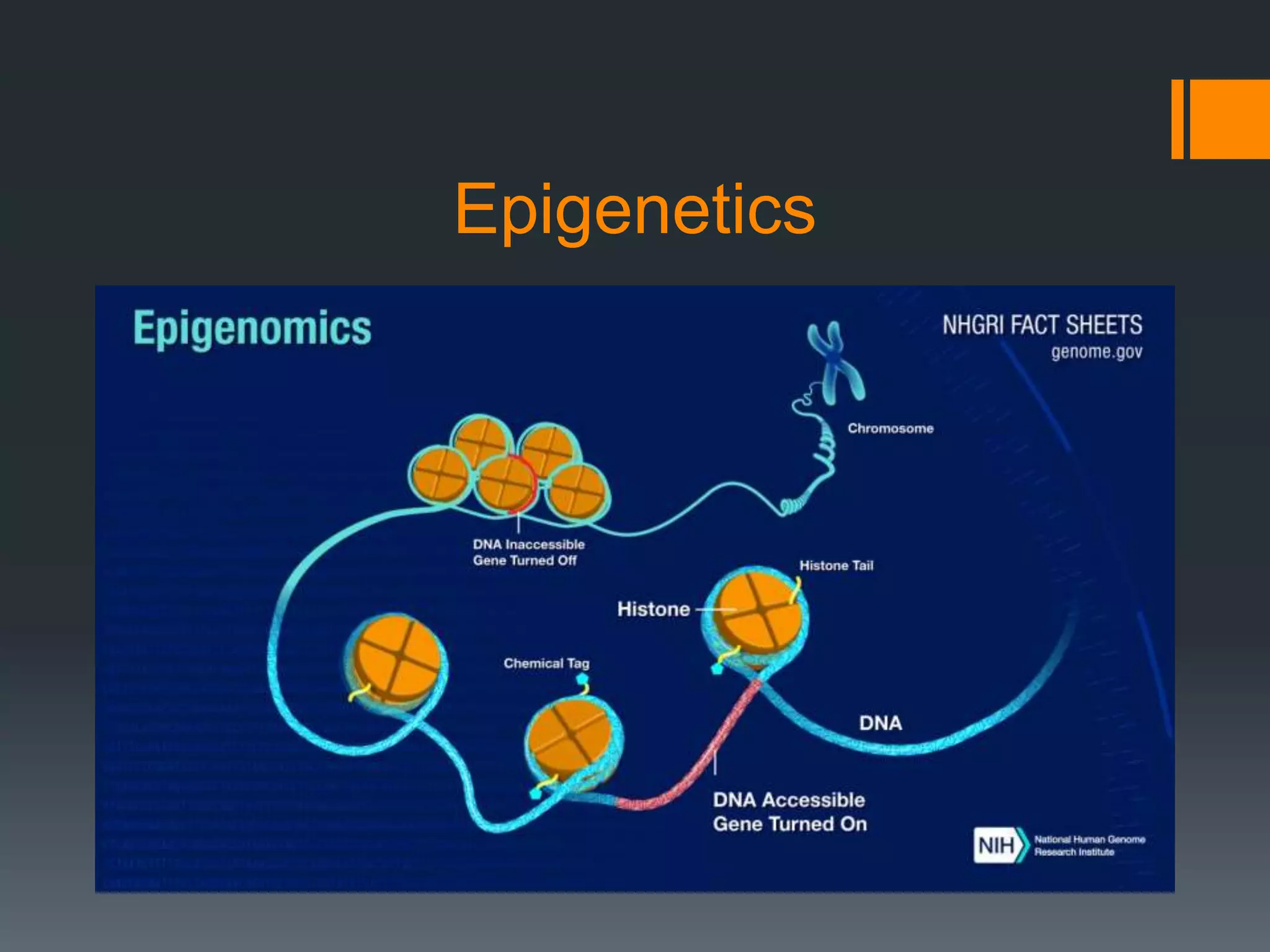 Epigenetics presentation | PPTX