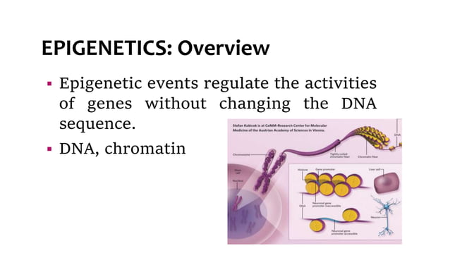What is Epigenetics? | PPTX | Biological Sciences | Science