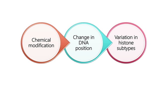 What is Epigenetics? | PPTX | Biological Sciences | Science