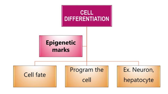 What is Epigenetics? | PPTX | Biological Sciences | Science