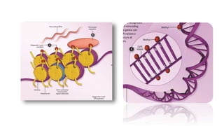 What is Epigenetics? | PPTX