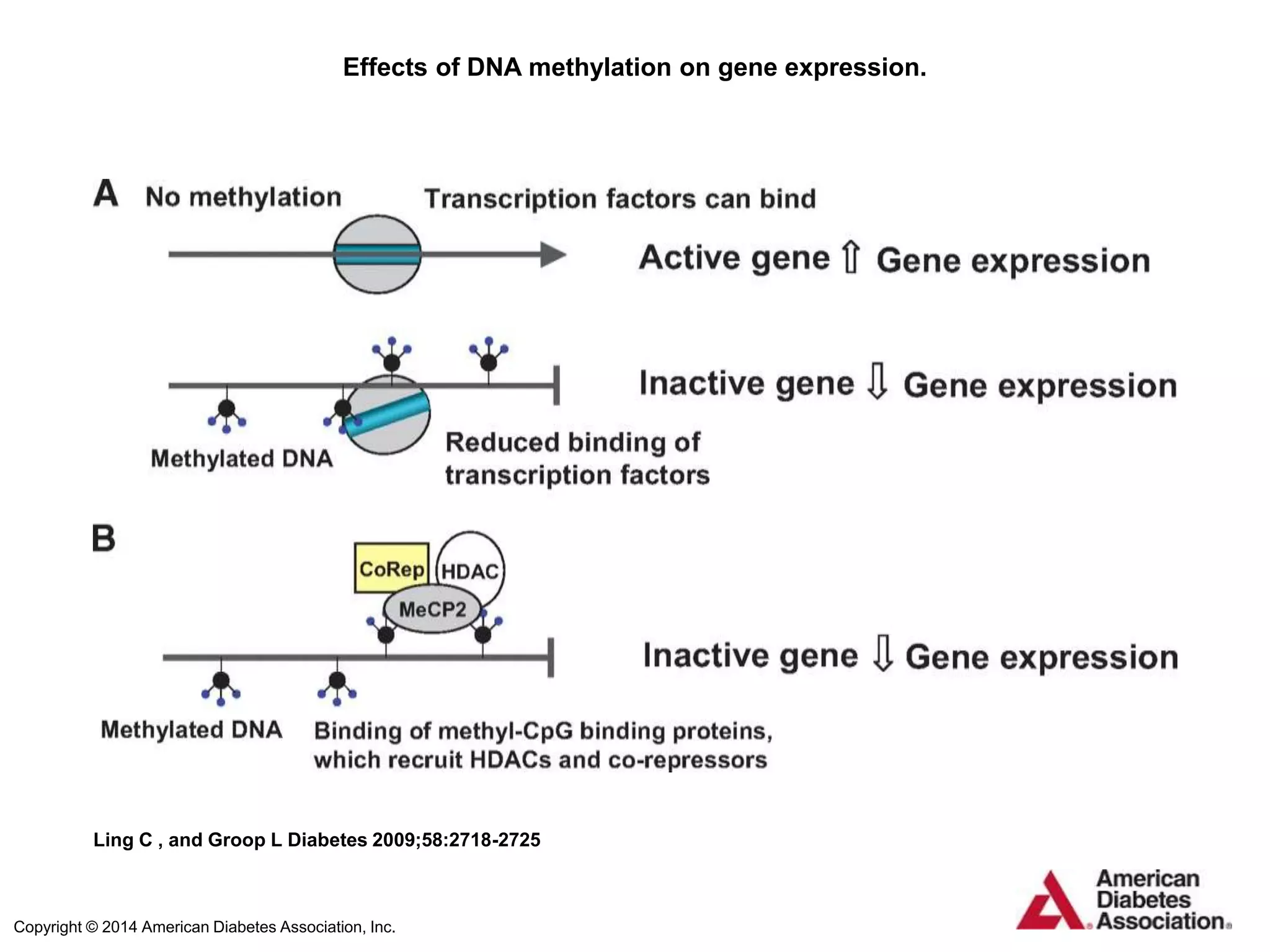 Epigenetics role in diseases | PPTX