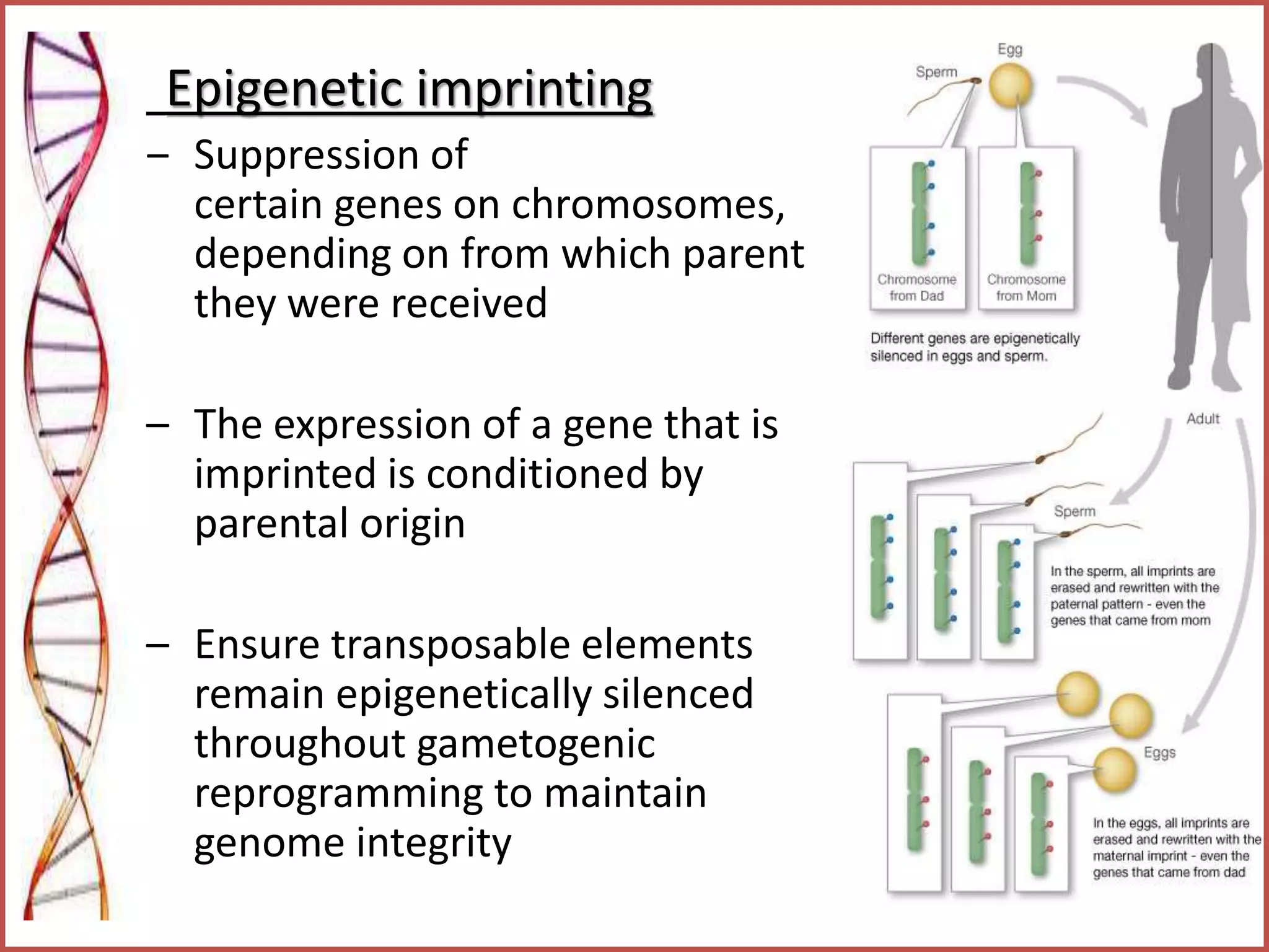 Epigenetics | PPTX