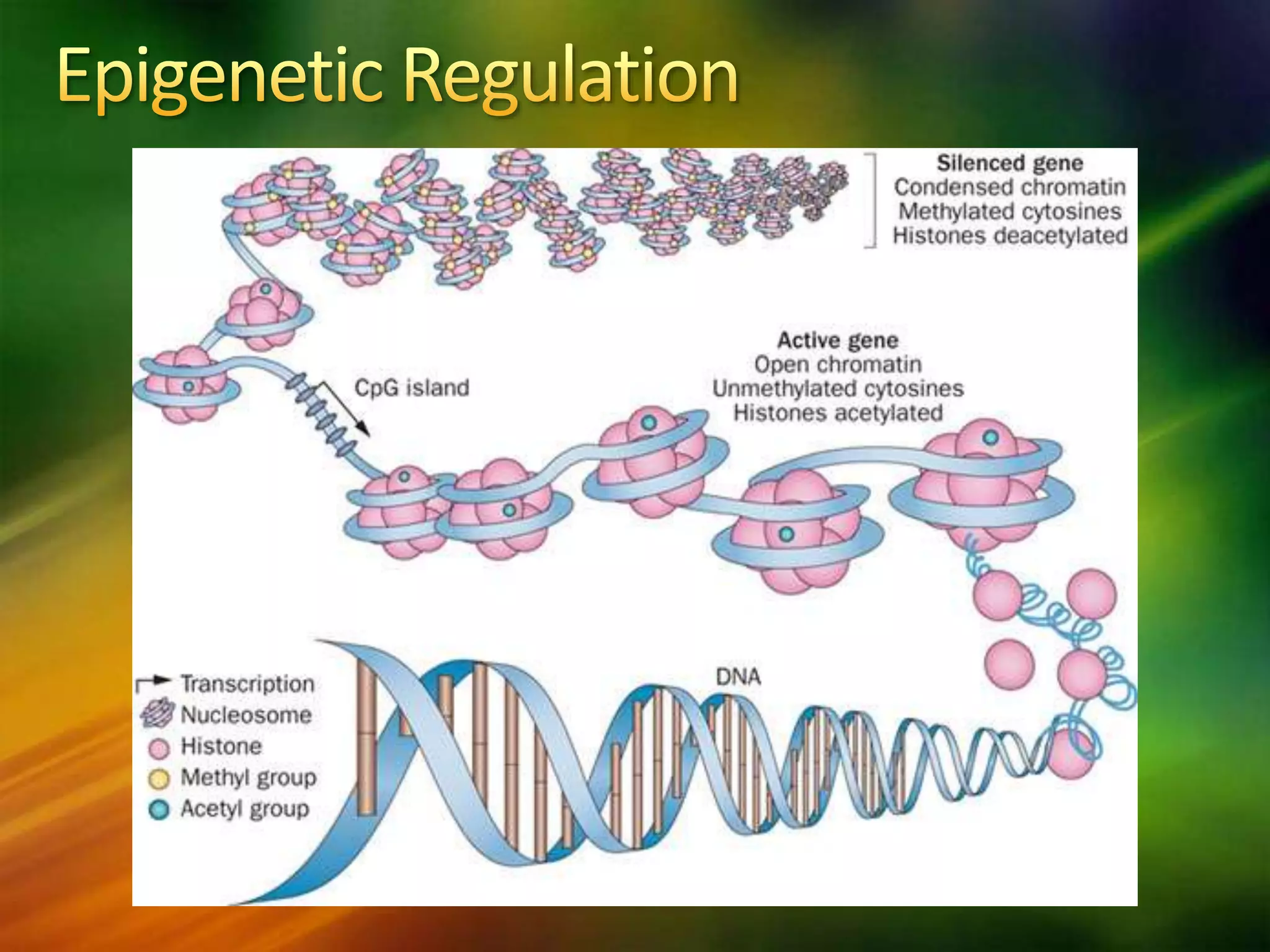Epigenetics | PPTX