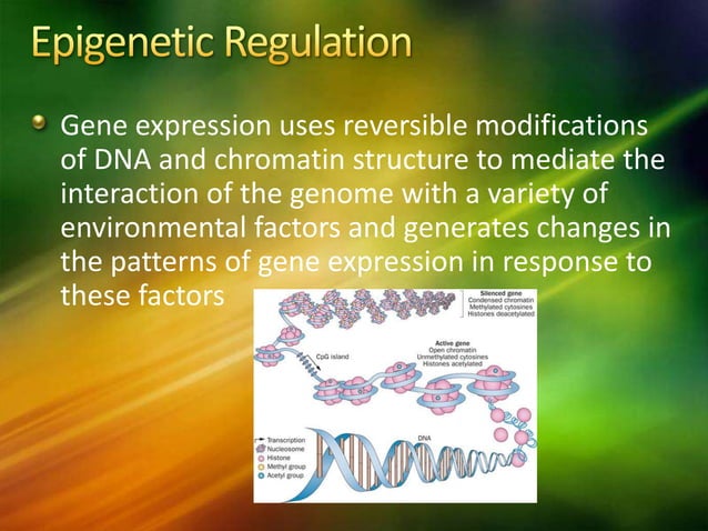 Epigenetics | PPTX