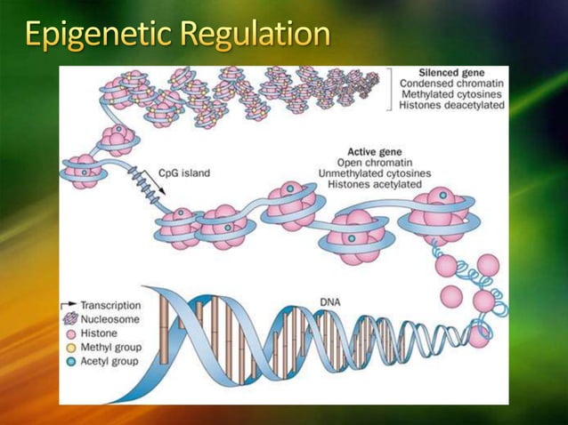 Epigenetics | PPTX