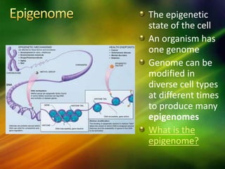 Epigenetics | PPTX