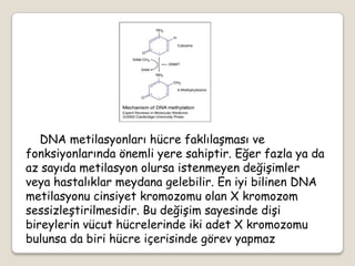 Epigenetik | PPTX