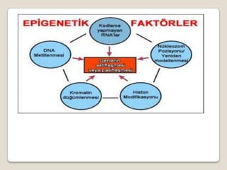 Epigenetik | PPTX