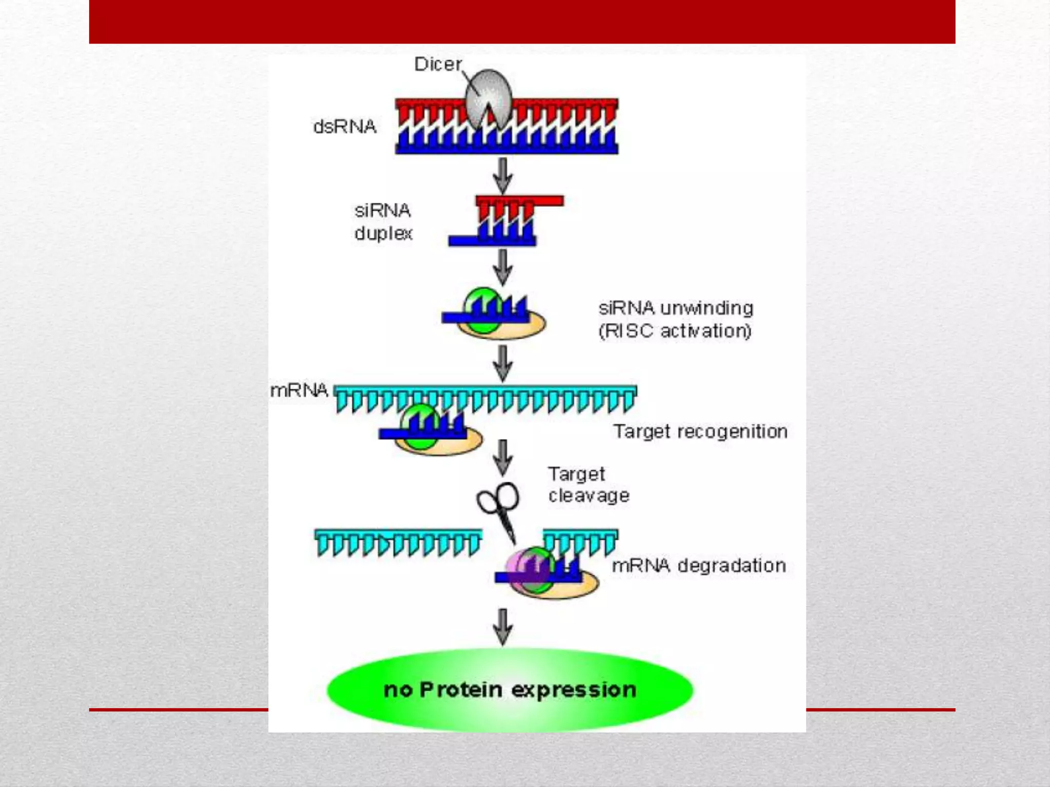 Epigenetik | PPT
