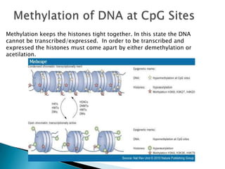 Epigenomics | PPTX | Brain and Nervous System Disorders | Diseases and ...