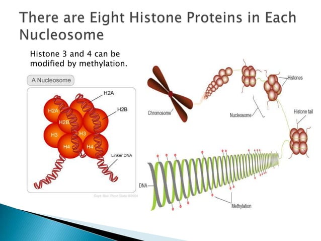 Epigenomics | PPTX | Brain and Nervous System Disorders | Diseases and ...