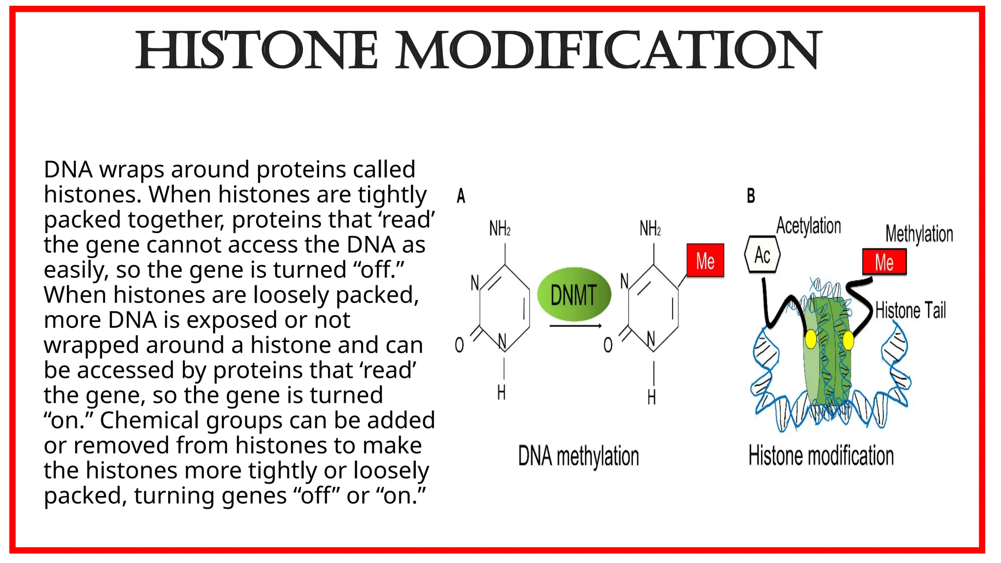 presentation on epigenomics , and technologies in epigenomics | PPTX | Genetics | Science