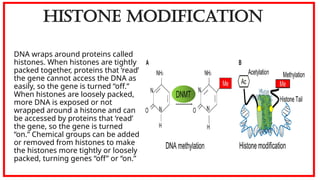 presentation on epigenomics , and technologies in epigenomics | PPTX ...