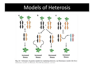 Epigentecs and heterosis | PPTX
