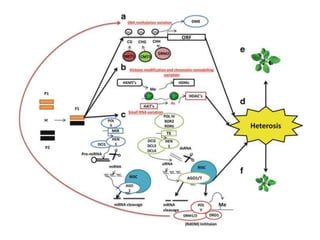 Epigentecs and heterosis | PPTX
