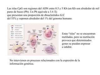 EpigenéTica Crescencio Perez | PPT