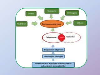Epigentics | PPTX | Genetics | Science