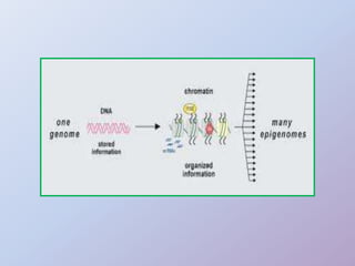 Epigentics | PPTX