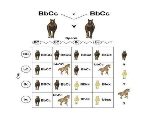 Epistasis and its different types | PPTX