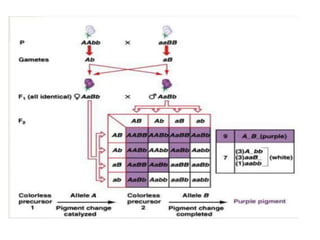 Epistasis and its different types | PPTX