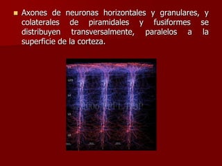 Fisiopatología de la Epilepsia | PDF