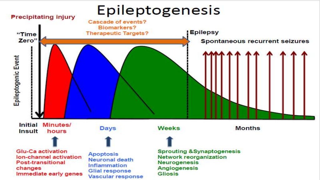 Epileptogenesis