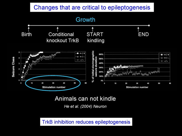 Epileptogenesis - Mechanisms and Clinical Implications | PPT | Brain ...