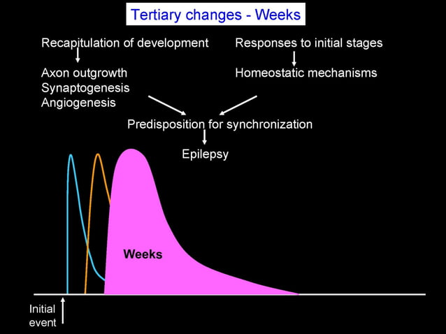 Epileptogenesis - Mechanisms and Clinical Implications | PPT | Brain ...