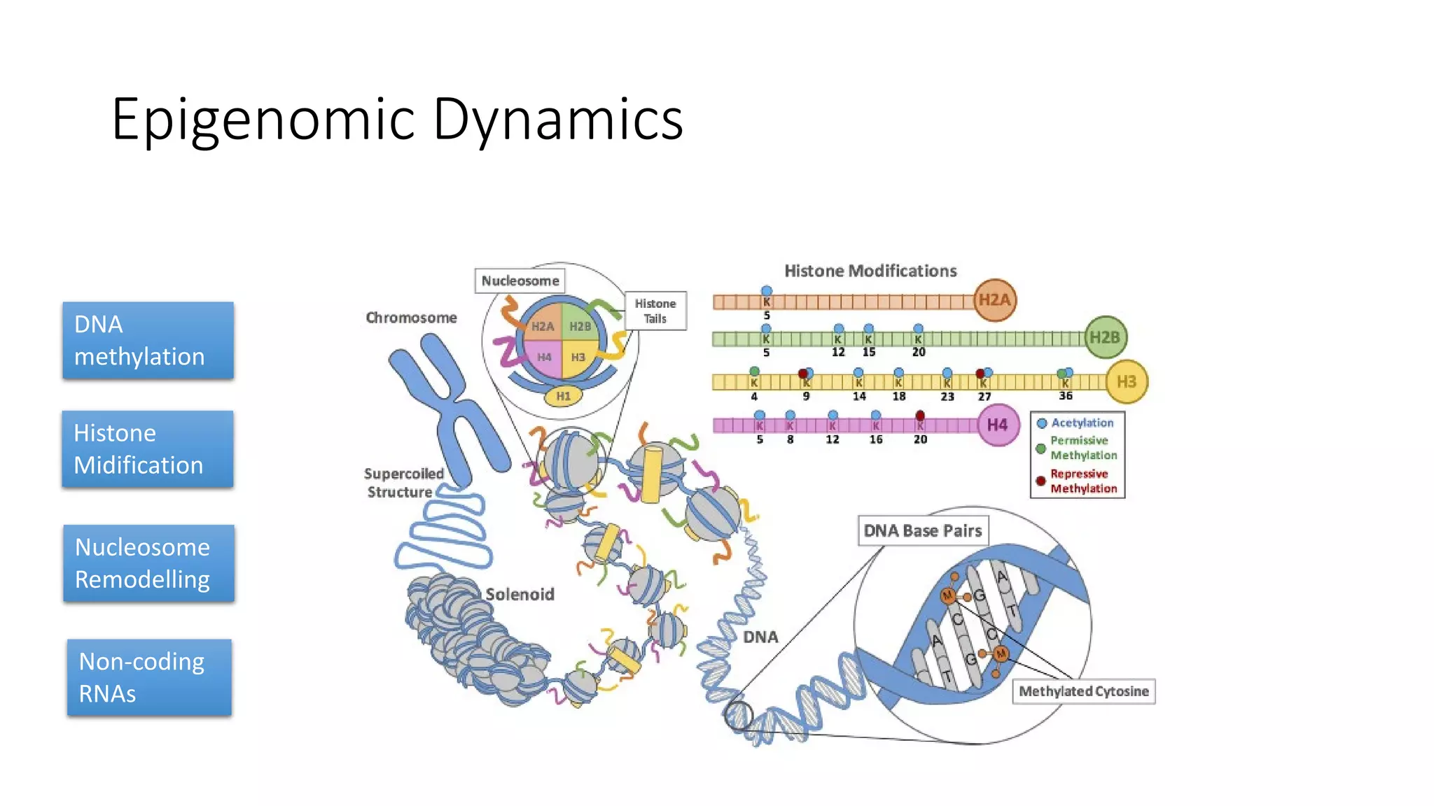 EpiMOLAS: An Intuitive Web-based Framework for Genome-Wide DNA Methylation Analysis | PDF