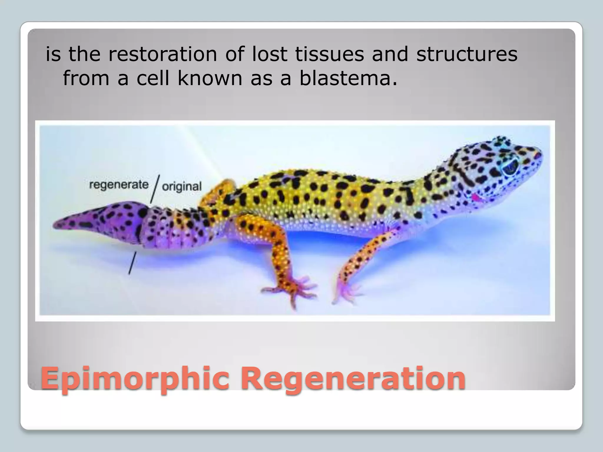 Epimorphic regeneration science project | PPTX