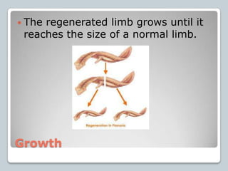 Epimorphic regeneration science project | PPT