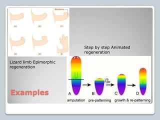 Epimorphic regeneration science project | PPT