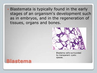 Epimorphic regeneration science project | PPT