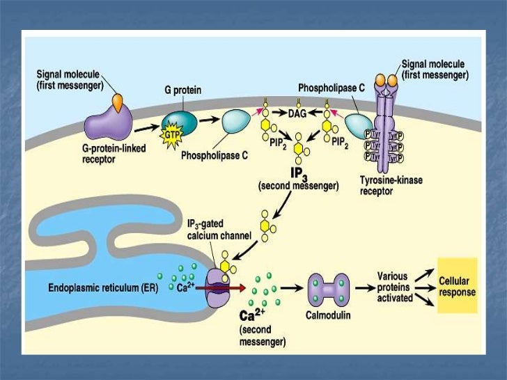 Epinephrine Signaling Pathway Epinephrine Signaling Pathway