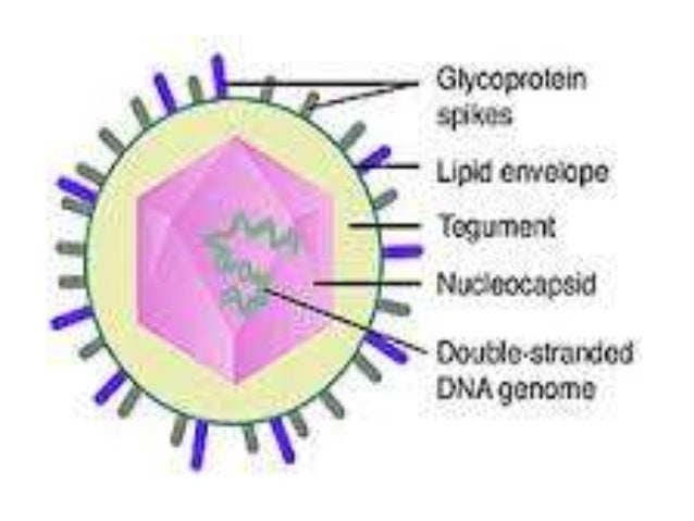 EPIDEMIOLOGY OF CHICKEN POX
