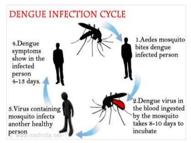EPIDEMIOLOGY OF DENGUE | PPTX