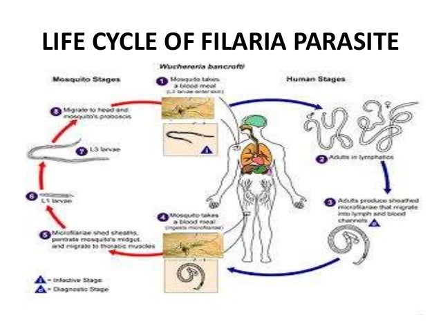 EPIDEMIOLOGY OF FILARIASIS
