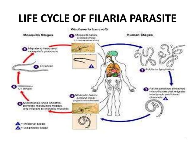 EPIDEMIOLOGY OF FILARIASIS | PPTX