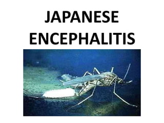 EPIDEMIOLOGY OF JAPANESE B ENCEPHALITIS | PPTX
