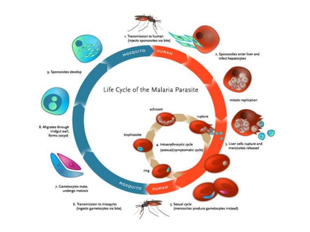 EPIDEMIOLOGY OF MALARIA | PPTX