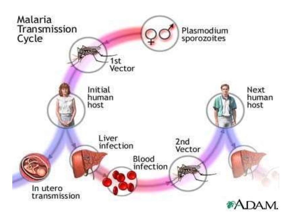 EPIDEMIOLOGY OF MALARIA