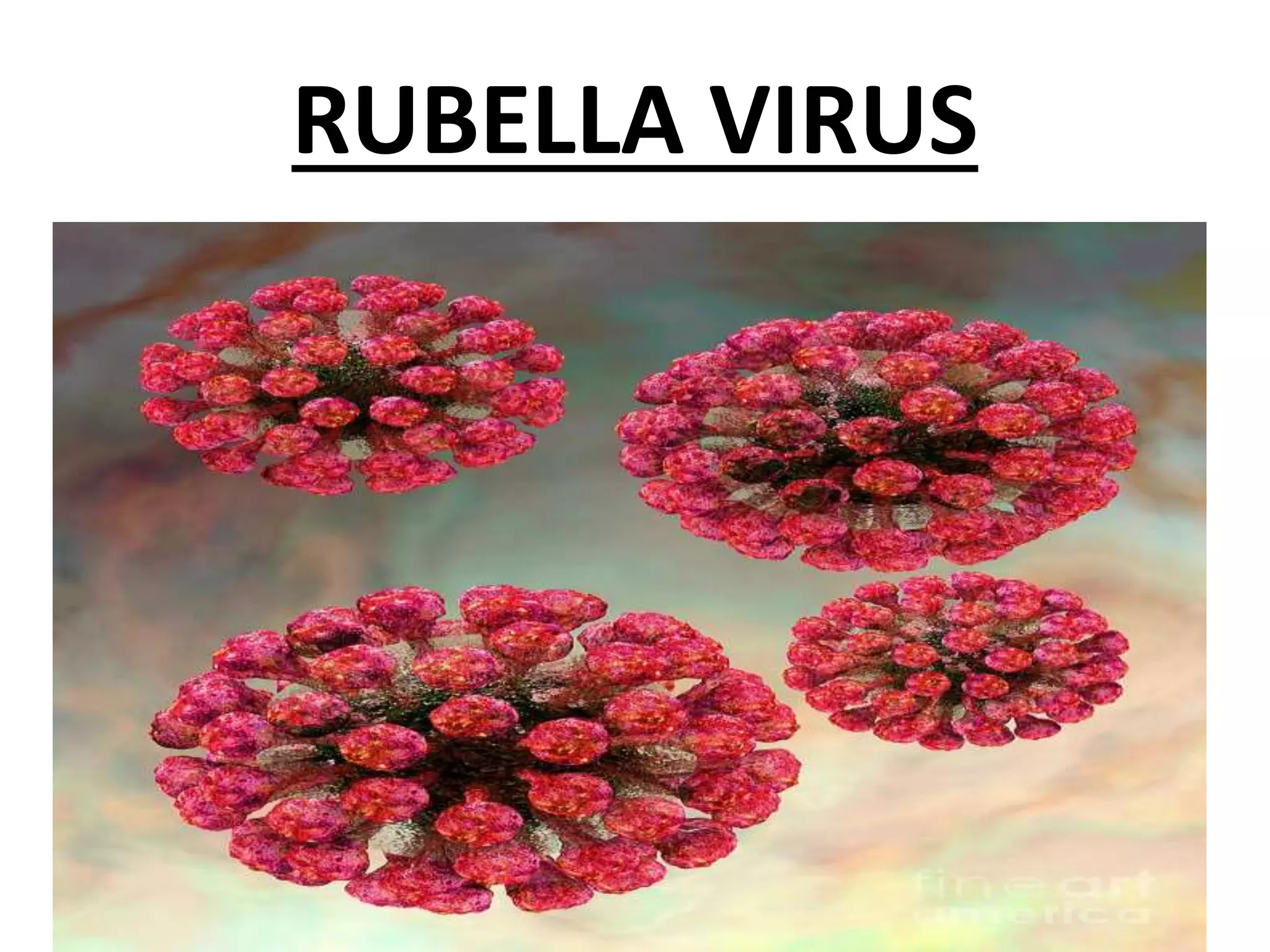 EPIDEMIOLOGY OF RUBELLA | PPTX