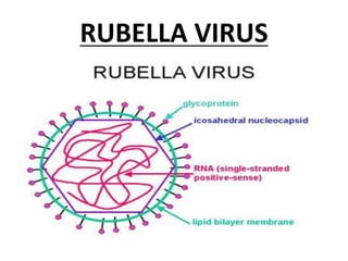 EPIDEMIOLOGY OF RUBELLA | PPTX