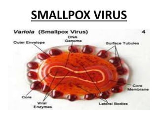 Smallpox Virus Labeled